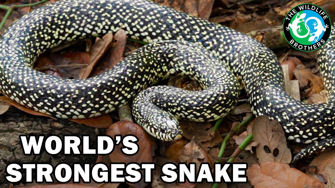The Insane Biology of: The Kingsnake (ft. @LifesWildAdventures)
