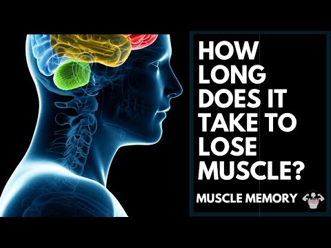 HOW LONG DOES IT TAKE TO LOSE MUSCLE l MUSCLE MEMORY l PMdre Fitness
