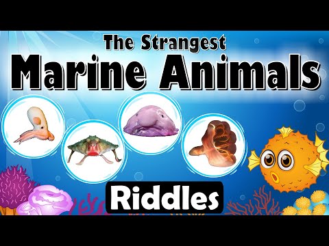 Guess the Strangest Marine Animals – Quiz for Kids! | Can You Name The Ten Bizarre Marine Creatures?
