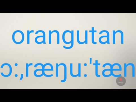 How to pronounce orangutan