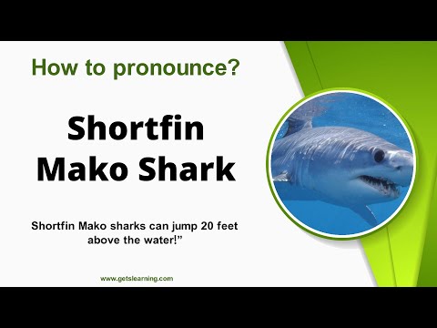 How to pronounce (Shortfin Mako Shark) in English correctly