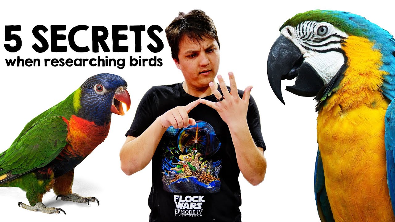 Parrots Not What You Expect? 5 Secrets to Know When Researching Your First Parrot