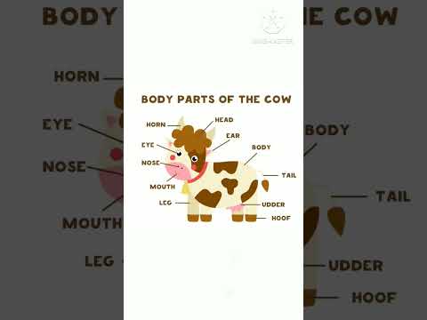 Body part of the cow
