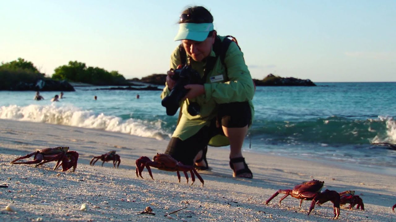 Sally Lightfoot Crabs of Galápagos