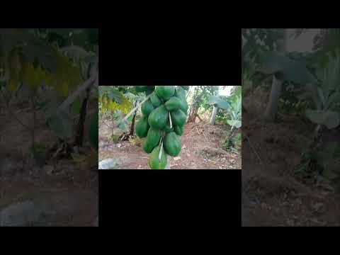 #pawpaws #orange #fruit #fruits #fruitsalad #orangejuice #farming #farm #farmer #shortvideo #shorts