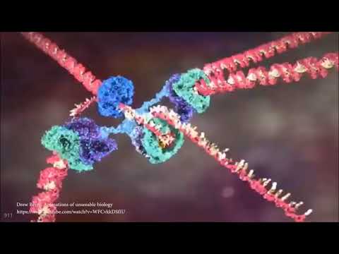 HOW THE DNA DOUBLE HELIX FACTORY WORKS – Time is DNA, Sound, and Light