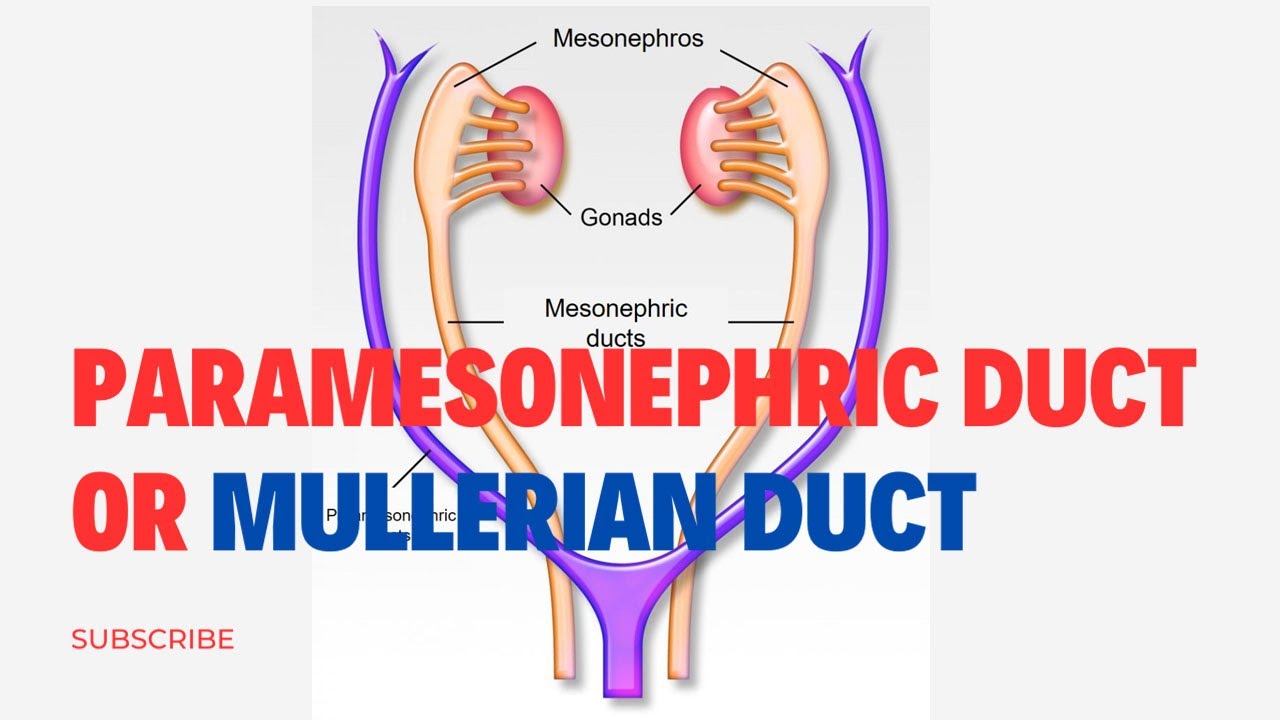 Paramesonephric Duct Or Mullerian Duct Simplified | Embryology