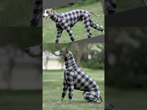 Designer Dog Clothes @Asmat Baking Cooking and Vlogs. #youtubeshort #ytshorts #youtubevideo