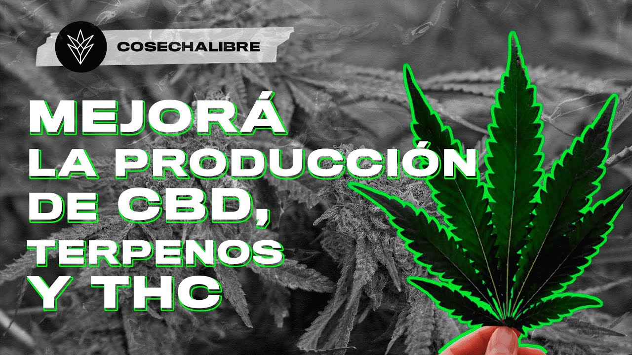¿Cómo mejorar la producción de cannabinoides, terpenos, CBD y THC? - Curso de cultivo de cannabis