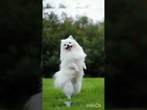 1 month and 1 Year Pomeranian dog days