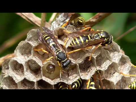 Rare wasp colony, video | Dear Kitty. Some blog