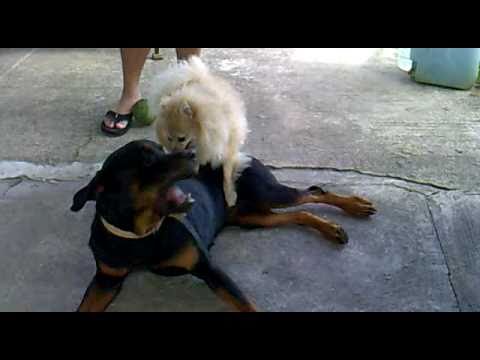 A Rottweiler vs. Pomeranian? | Inside my Head...