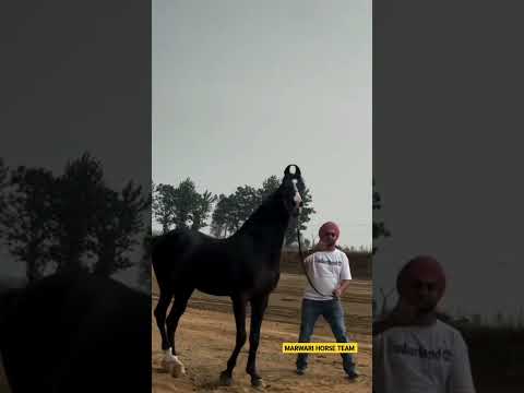 Stallion Khawab 🐴 Sire by Stallion Alishan #shorts #viral #ytshorts #trending