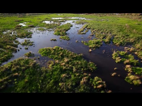 The Future of the Marsh - Upper Barataria Marsh Creation