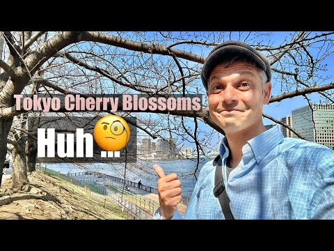 Tokyo Cherry Blossoms 2025, Sakura - where are you?