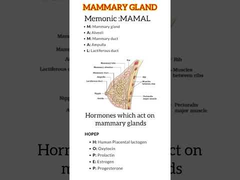 learn mammary glands for biology #shorts