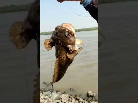 Oyster Toadfish