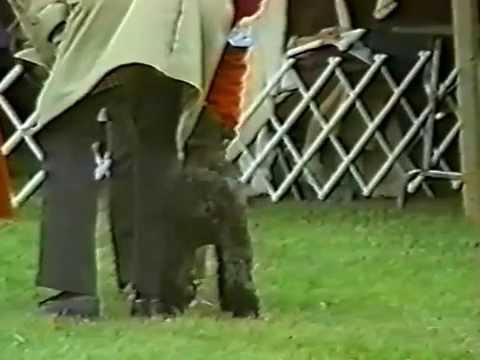 MCKC 1993 Kerry Blue Terrier part 1