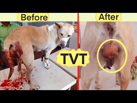 Transmissible Venereal Tumor (TVT) in Bitch🔥🔥 | Amazing improvement 👏 | Chemotherapy | @Vetstudy