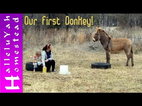 Help Name Our New Donkey!