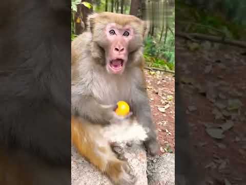 monkey 🐵🐵 Orange 🍊🍊 funnyviode #funny #cat #shorts