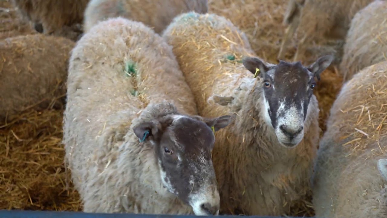 Reaseheath Lambing Bitesize: Session 2 for KS2 (Years 3-6)