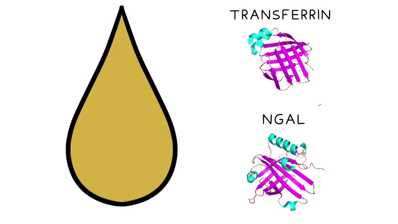 Nephro Prot iGEM Tec CEM