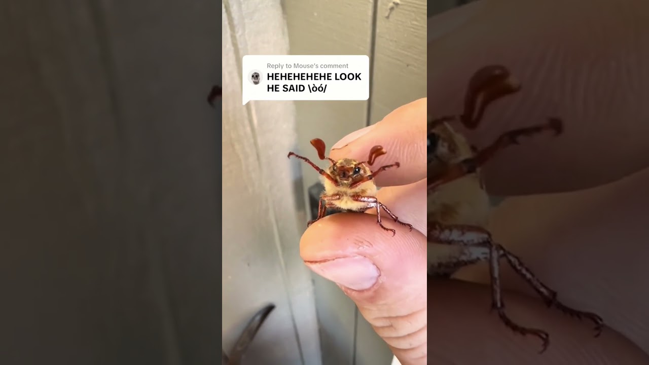 Beetles core #animals #funnypets #funny #petvideos #cute #pets #insects #fyp #funnyvideo #usa