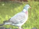 Woodpigeon