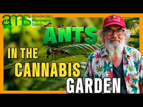 π Are Ants Harmful to Cannabis Plants? πΏ Uncovering the Truth π