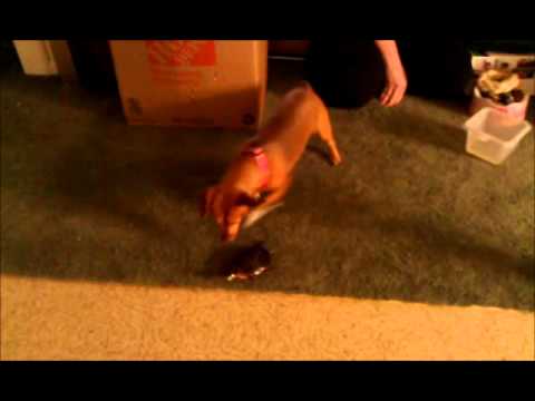 Turtle VS. Chi-Weiner | pregnanthousewifewithaplan