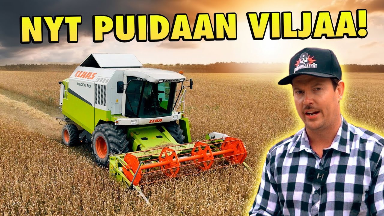 Viljan puintia 2024!! Vettä luvassa ja kiire puimaan!