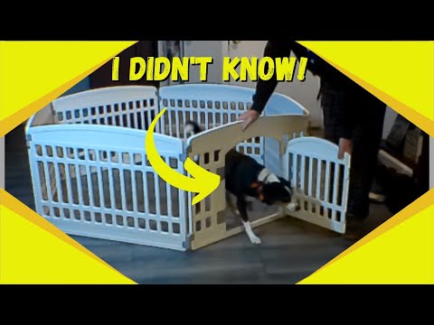 Pet Playpen Fun: Gupamiga 6-Panel!