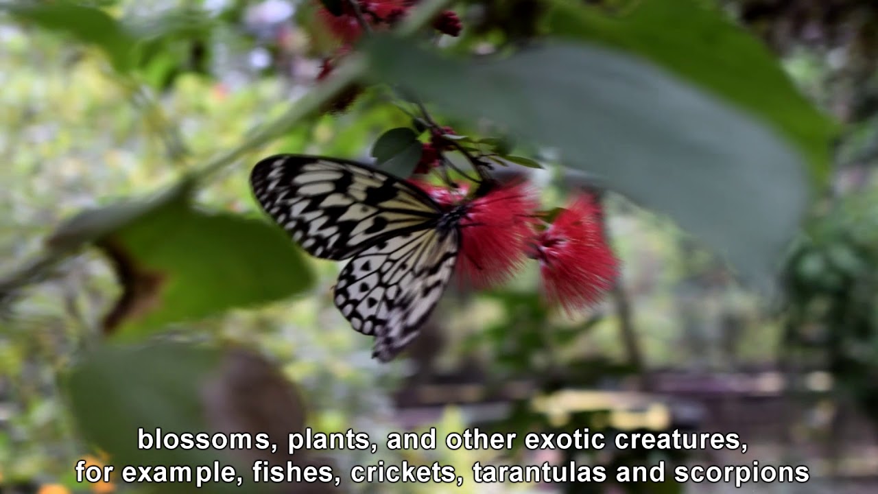 Davao Butterfly House
