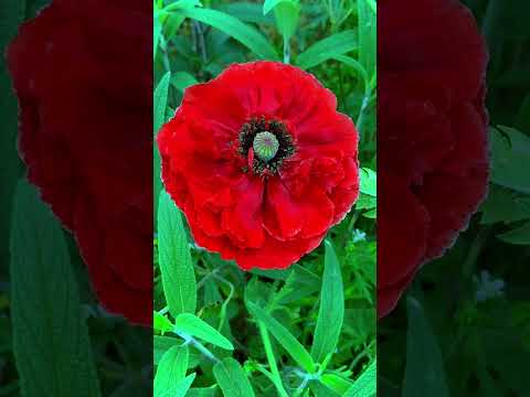 A Bright Red Poppy 🌺 #poppy #redflower #nature