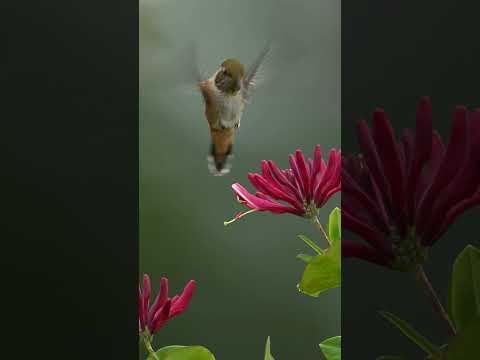 Backyard Birding - Rufous Hummingbird 2025
