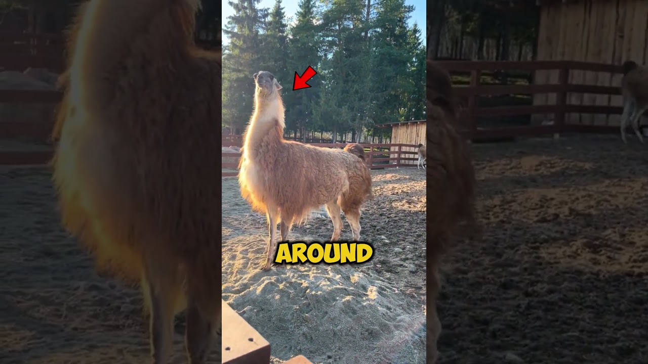 Why Do Llamas Jump? 🤔🦙