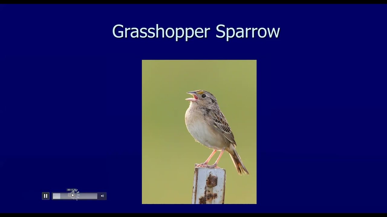 Mini-Tutorial: Birding By Ear: Grassland Birds