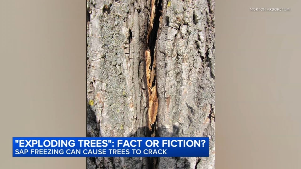 'Exploding trees': Fact or fiction?
