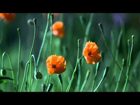 Steam Community :: Video :: steam flowers