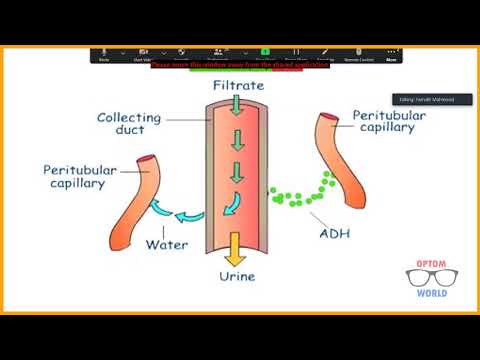 Physiology of Urinary System (Part 2) in Urdu/Hindi