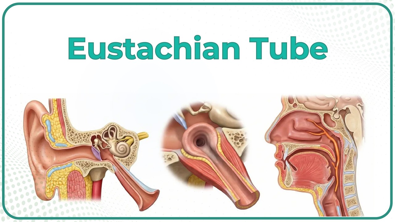 The Eustachian (Auditory) Tube: Anatomy, Functions, and Clinical Significance /USMLE