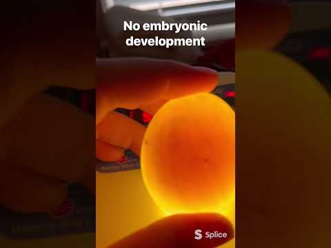 Candling Duck Eggs 🦆