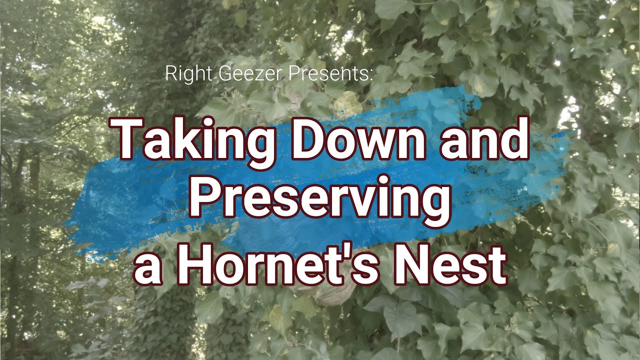 Taking Down and Preserving a Hornet's Next