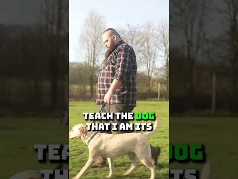 Labrador Pulling On The Leash Is Uncontrollable