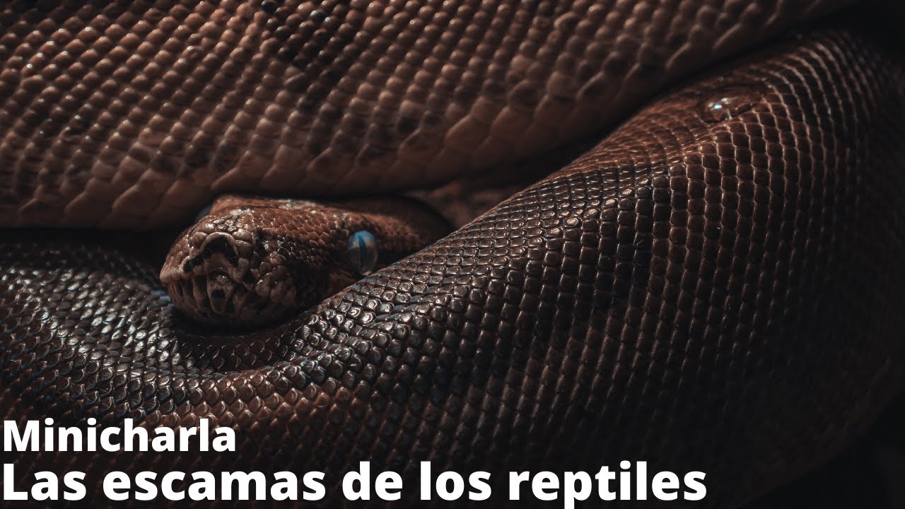 Las escamas de los reptiles (Minicharla febrero)