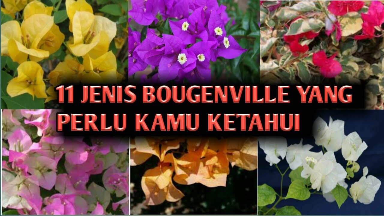 11 jenis BOUGENVILLE-BUNGA KERTAS