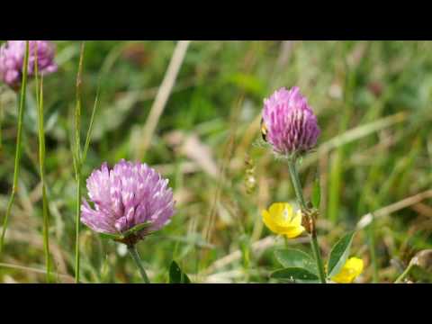 Restoring Swindale Beck | The Freshwater Blog