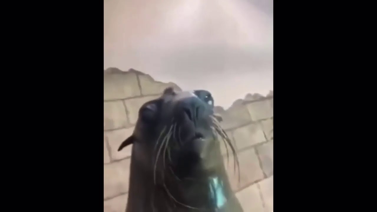 Smiling Seal