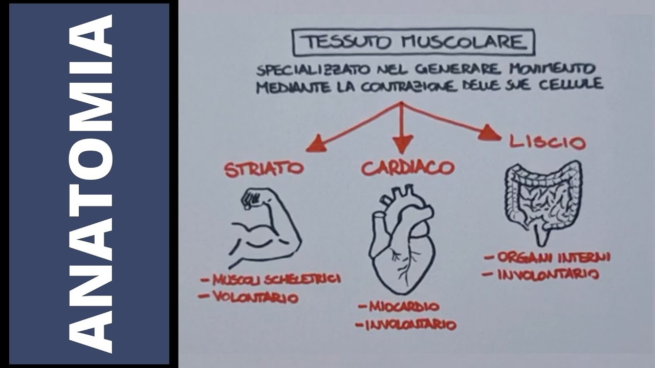 Tessuto muscolare striato